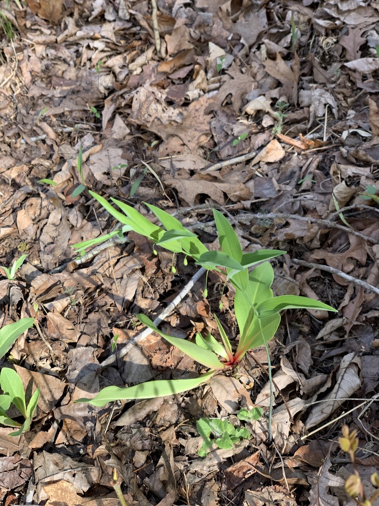 smooth Solomon's seal from Shawnee National Forest, Junction, IL, US on ...