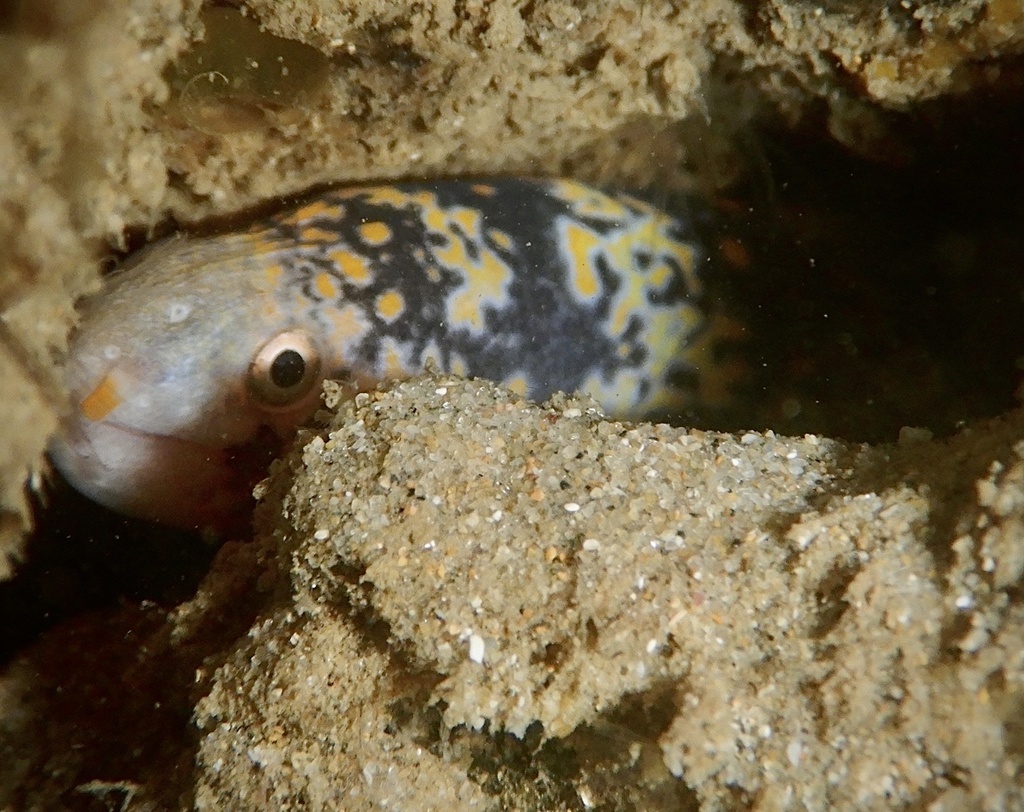 Snowflake Moray from Woolgoolga Bay, Woolgoolga, NSW, AU on April 8 ...