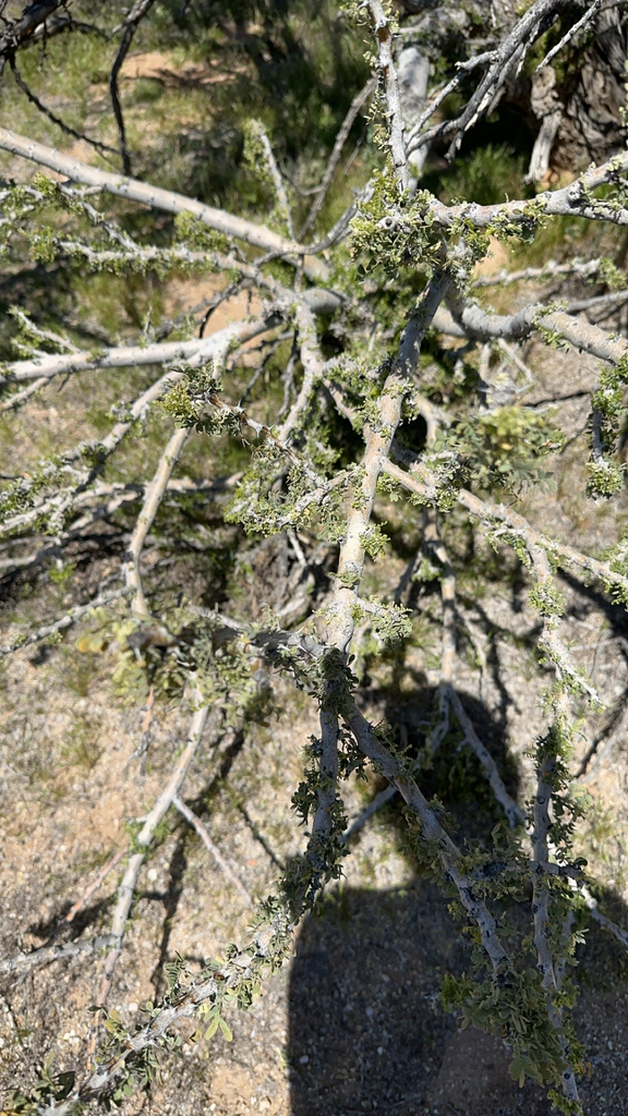 Texas lignum-vitae from Tucson on April 10, 2024 at 12:19 PM by ...