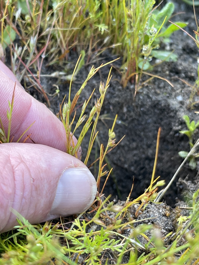 dwarf rush from Fort Ord National Monument, Salinas, CA, US on April 10 ...