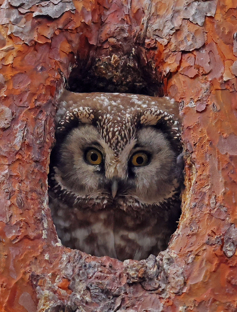Boreal Owl from Ovruts'kyi district, Zhytomyr Oblast, Ukraine on April ...