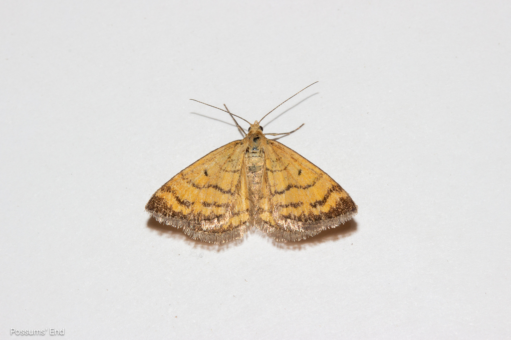 Asaphodes abrogata from Portobello, Dunedin, New Zealand on April 9 ...
