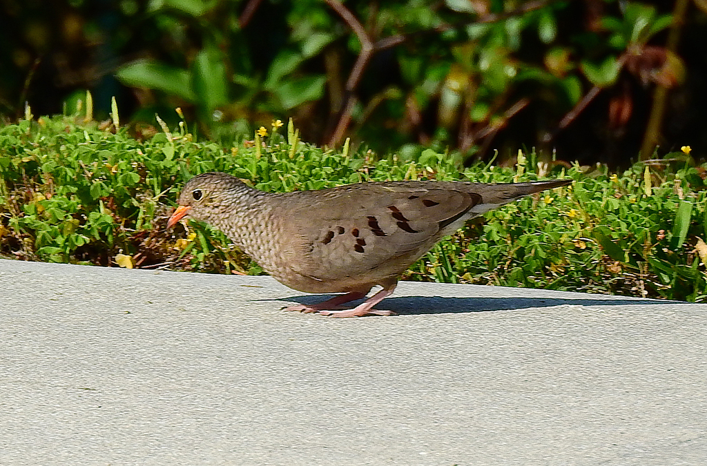 Common Ground Dove from Cypress Cove, FL 33908, USA on April 10, 2024 ...