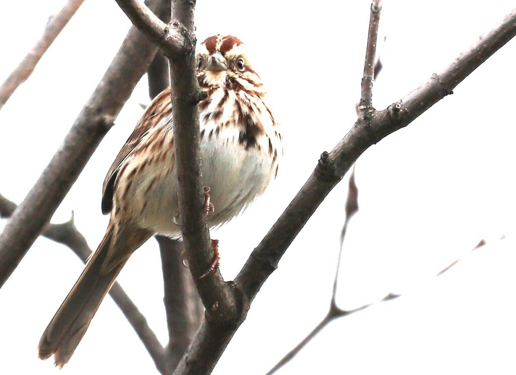 Song Sparrow from Second Woods Park, St. Catharines, ON, Canada on ...