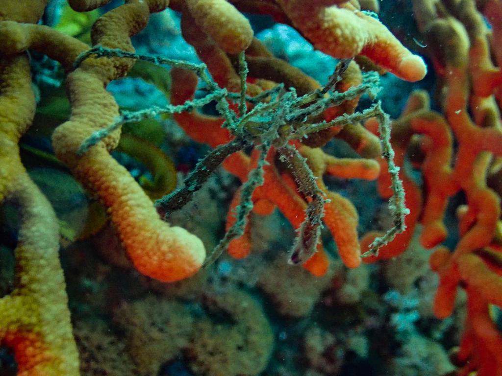 Cape long-legged spider crab from Boat Rock on April 26, 2019 at 11:36 ...