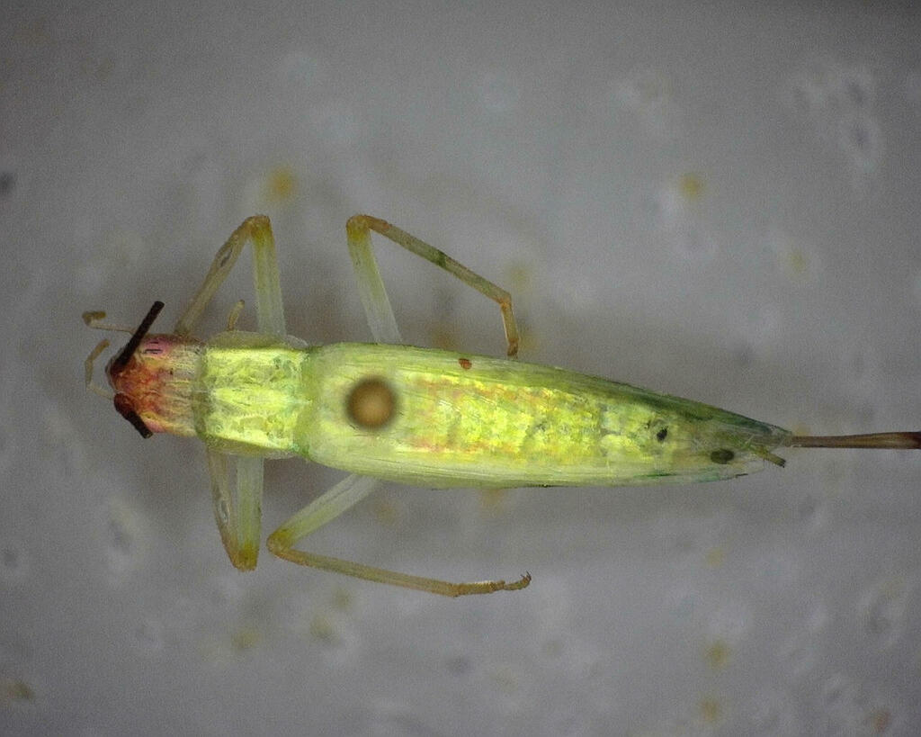 Common Tree Crickets from Kimble County, TX, USA on June 12, 2023 at 03 ...