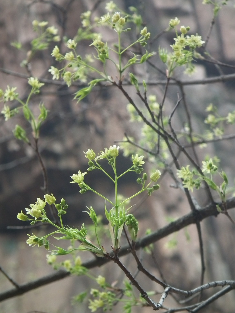 Shandong Maple from 中国山东省青岛市崂山区 on April 20, 2019 at 03:56 PM by ...