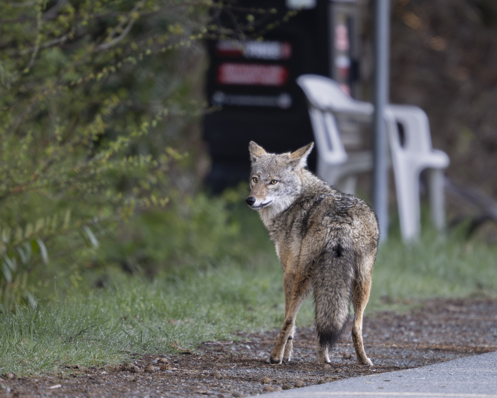 Coyote from Garibaldi Highlands, Squamish, BC V0N, Canada on April 10 ...