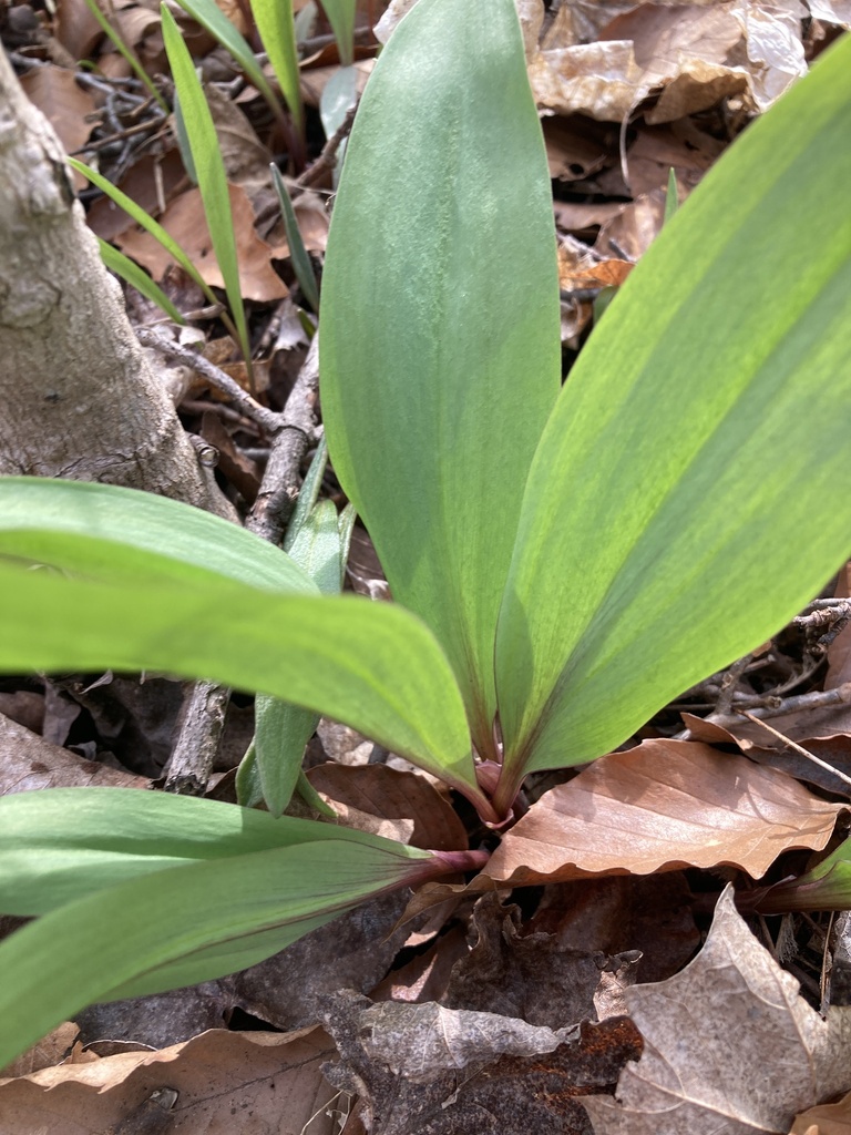 wild leek from Sanford Natural Area, East Lansing, MI, US on April 10 ...
