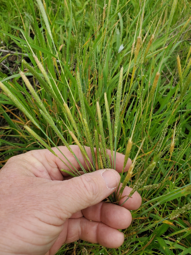 Tufted Foxtail from Madison County, TX, USA on April 8, 2024 at 09:47 ...