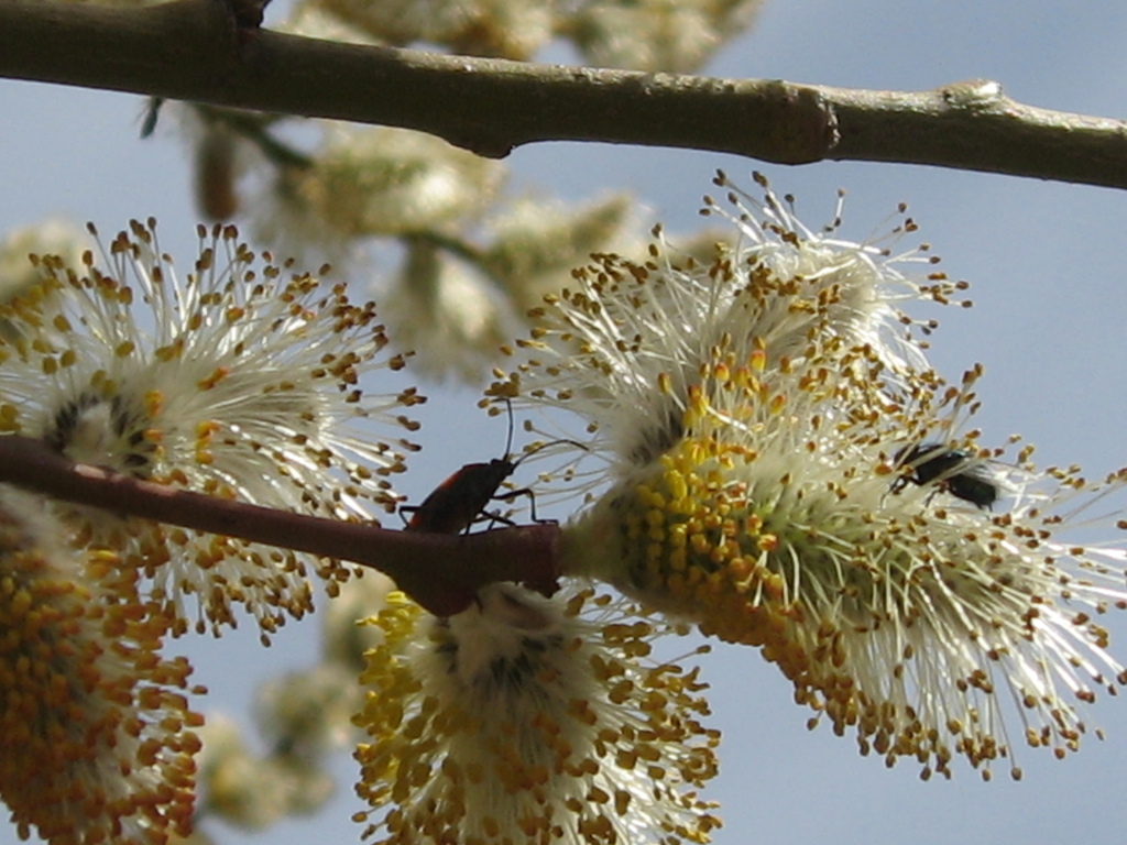 Eastern Boxelder Bug in April 2024 by Chan Dolan · iNaturalist