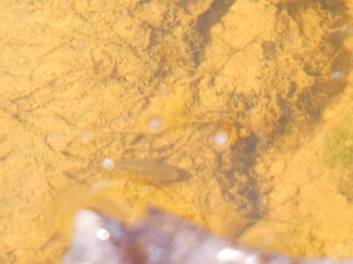 Crangonyx shoemakeri · iNaturalist Mexico