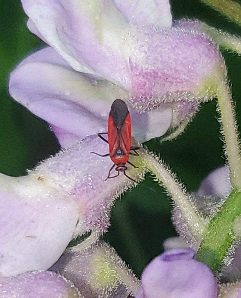 Lopidea instabilis from Walker County, TX, USA on April 7, 2024 at 04: ...