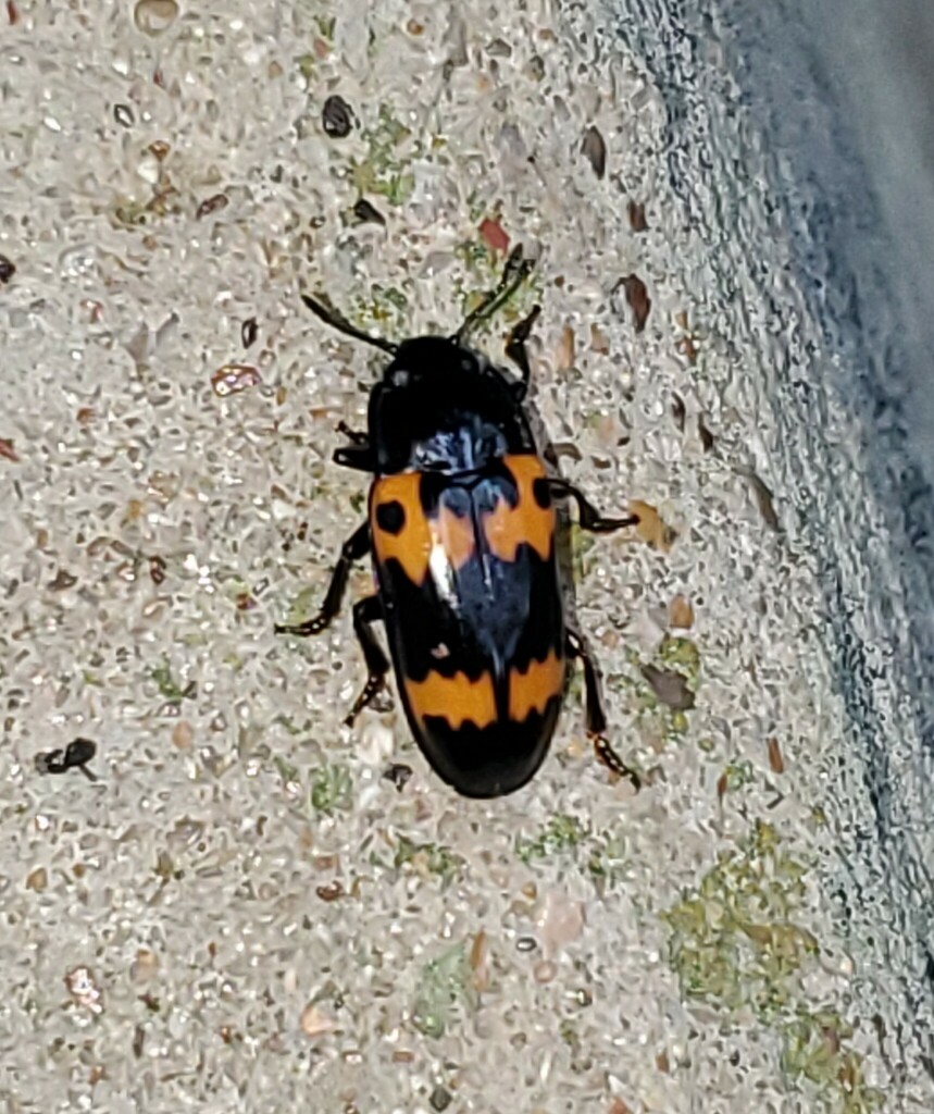 Red-banded Fungus Beetle from Walker County, TX, USA on April 7, 2024 ...