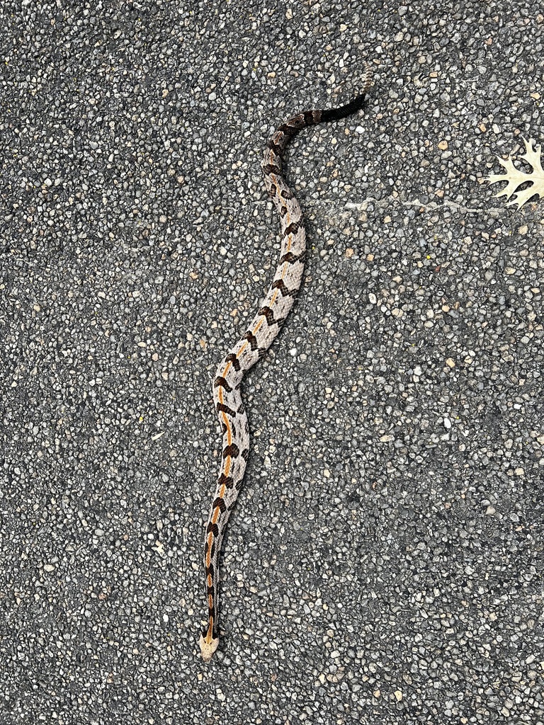 Timber Rattlesnake from FM-488, Fairfield, TX, US on June 14, 2023 at ...