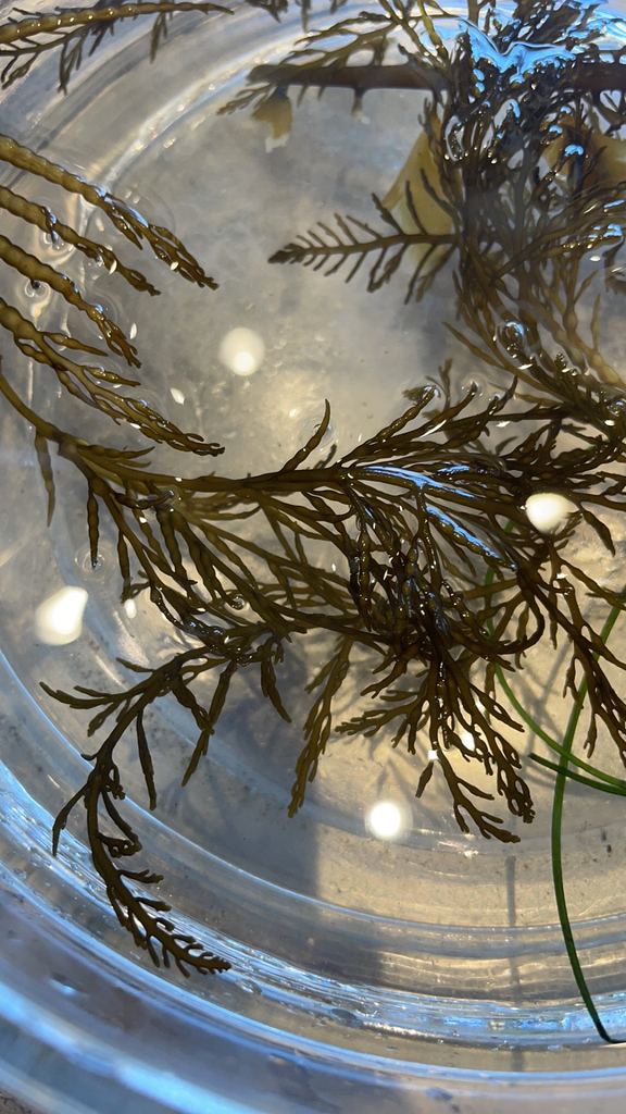 chain bladder kelp from Santa Barbara on April 10, 2024 at 02:33 PM by ...