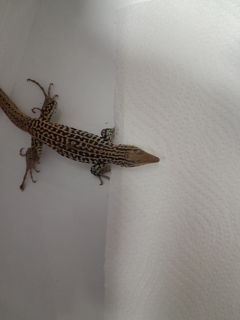 Common Checkered Whiptail from Fritch, TX 79036, USA on April 10, 2024 ...