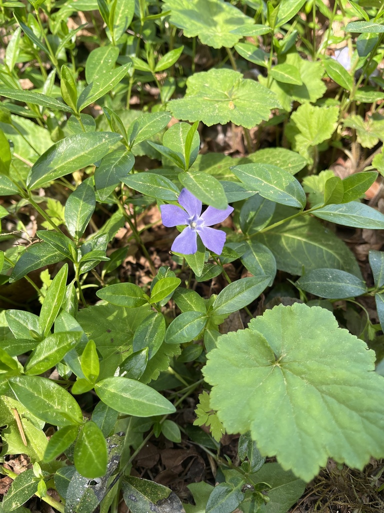 lesser periwinkle from Willamette River, Lake Oswego, OR, US on April 10, 2024 at 02:51 PM by ...