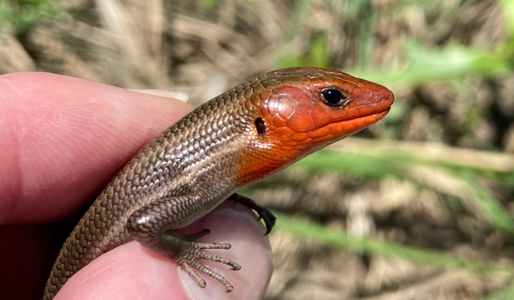 Common Five-lined Skink from St John the Baptist Parish, LA, USA on ...