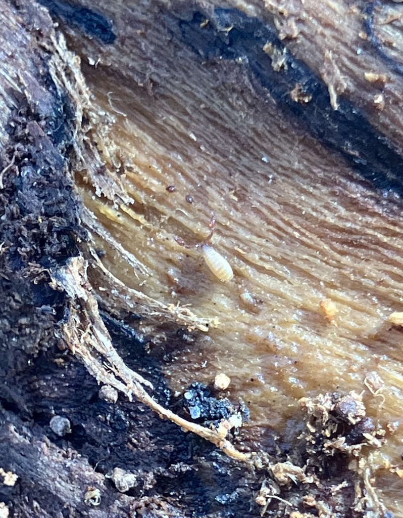 neobisiid pseudoscorpions from Minnesota Valley National Wildlife ...