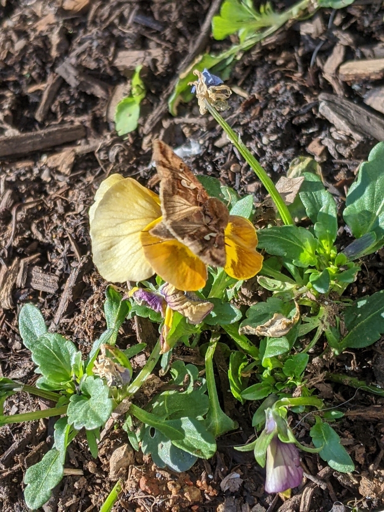 Bilobed Looper Moth from Diamond Springs, CA, USA on April 1, 2024 at ...