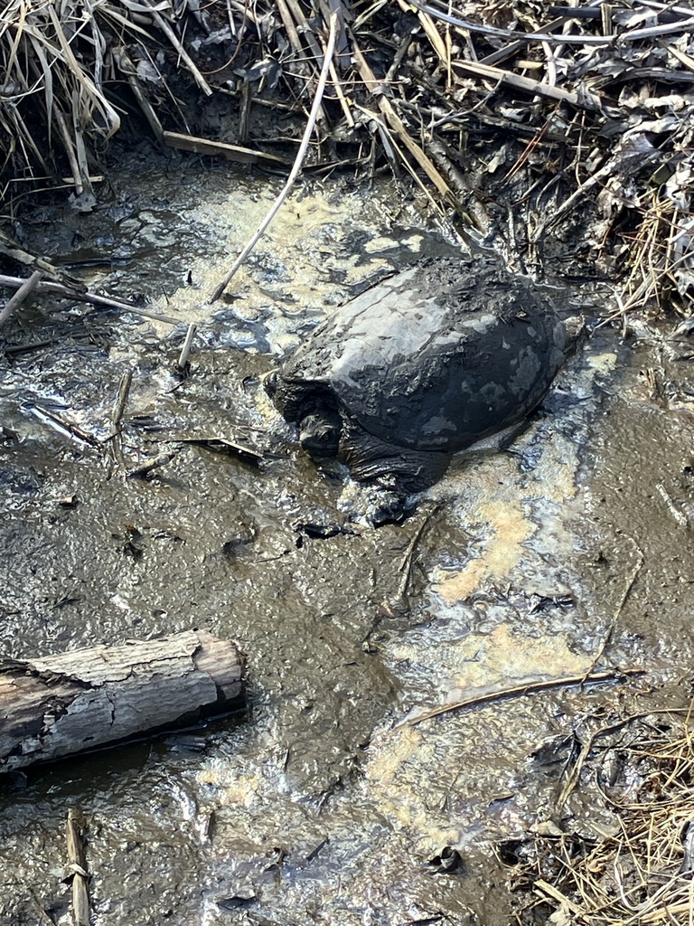 Common Snapping Turtle from Minnesota Valley National Wildlife Refuge ...