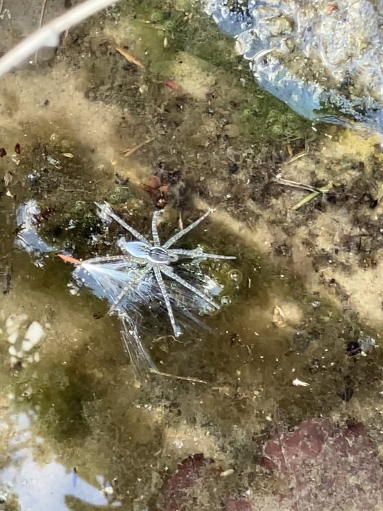 Six-spotted Fishing Spider from Minnesota Valley National Wildlife ...