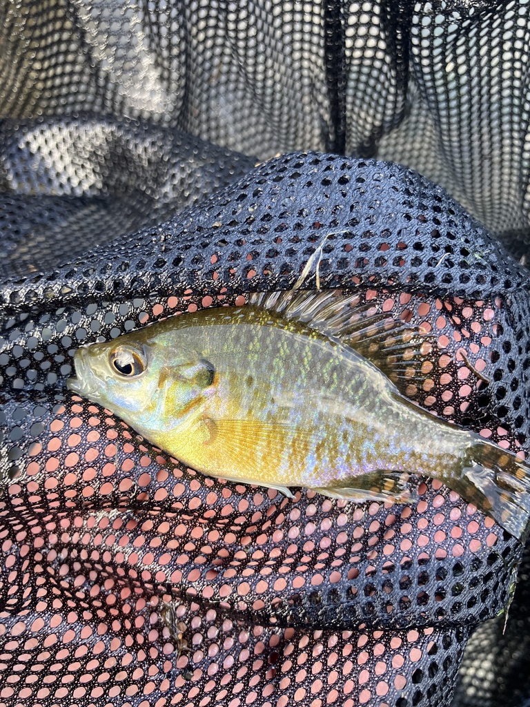 Common Sunfishes from Minnesota Valley National Wildlife Refuge ...