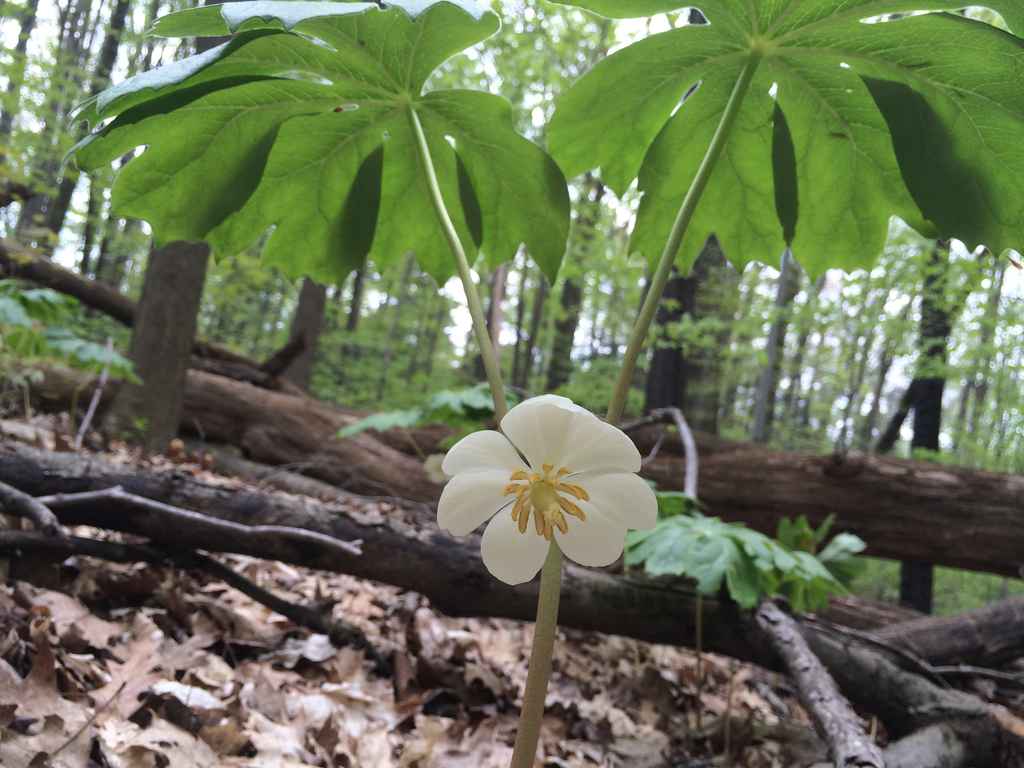 mayapple from North Chagrin Reservation, Willoughby Hills, OH, US on ...