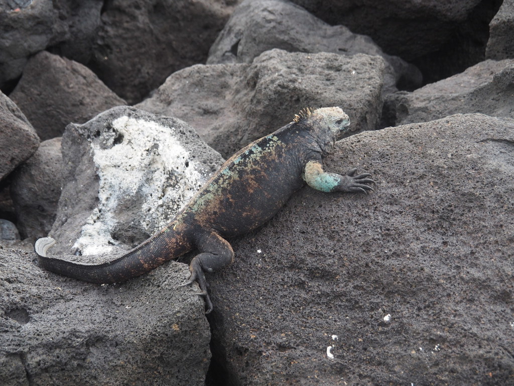 Española Marine Iguana in January 2019 by John G. Phillips · iNaturalist