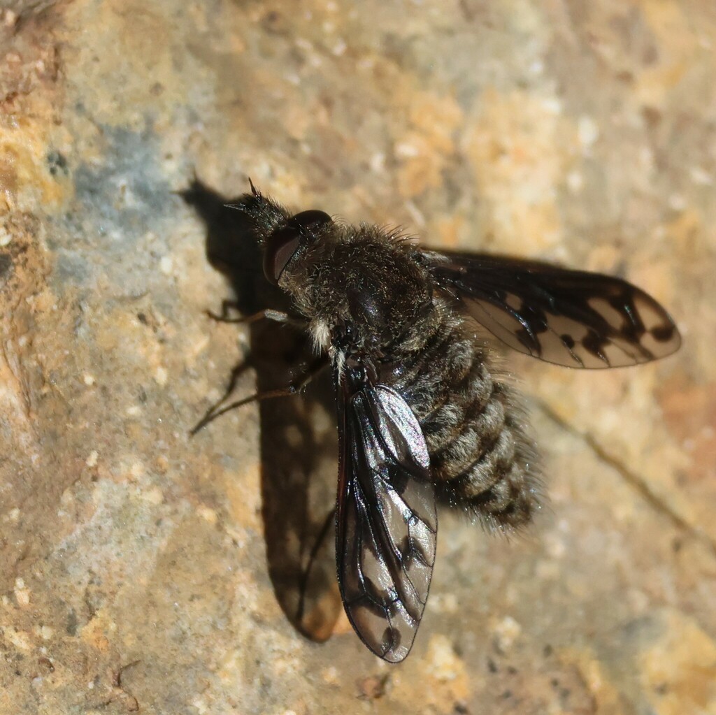 Cone-snout Bee Fly from Spring Valley, CA, USA on April 10, 2024 at 10: ...