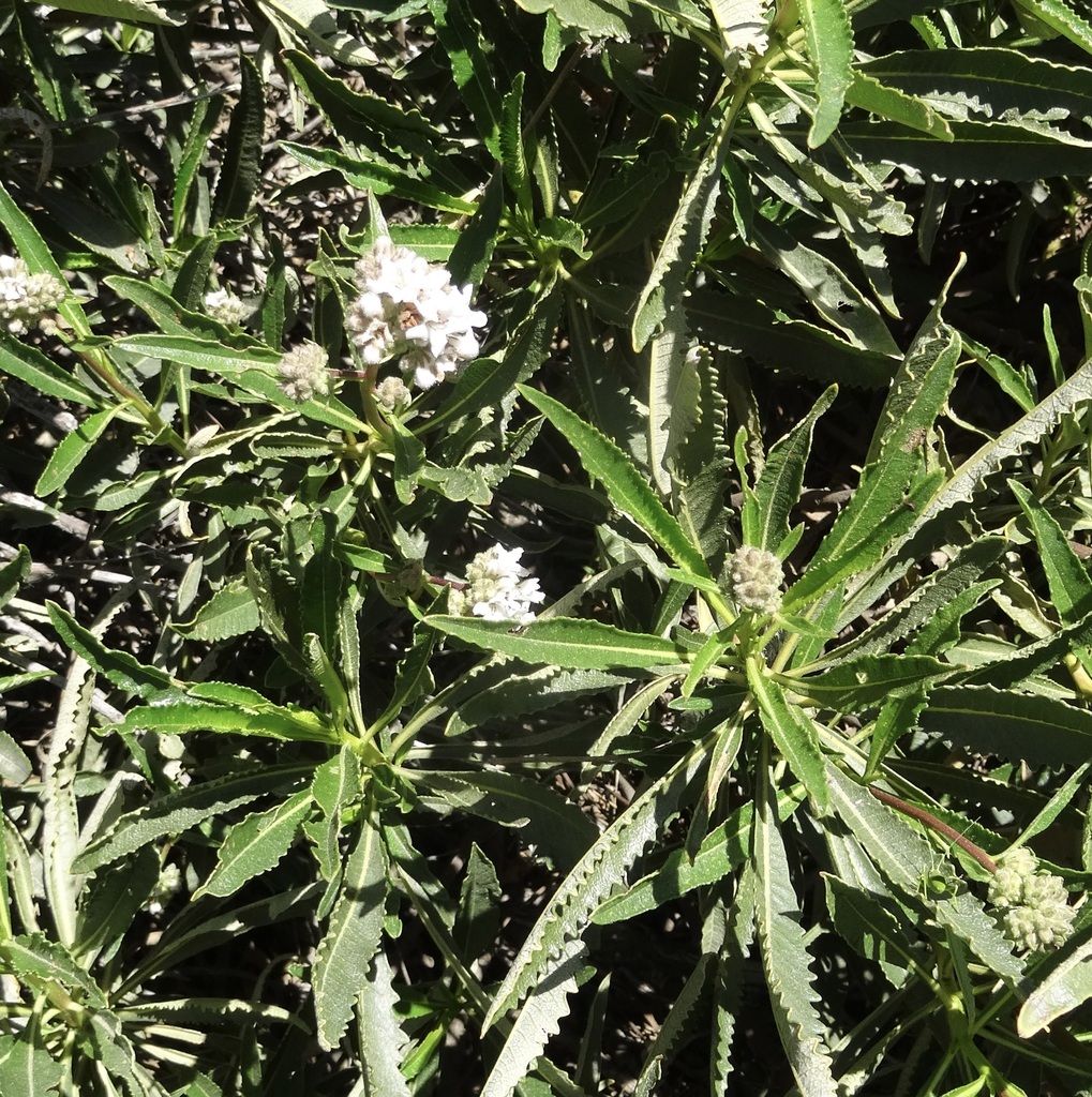 Hairy Yerba Santa from Riverside County, CA, USA on April 10, 2024 at ...