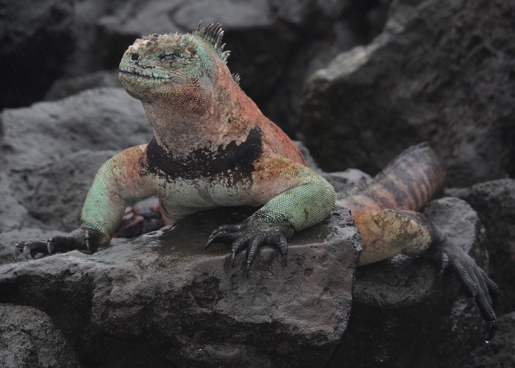 Española Marine Iguana in December 2018 by John G. Phillips · iNaturalist