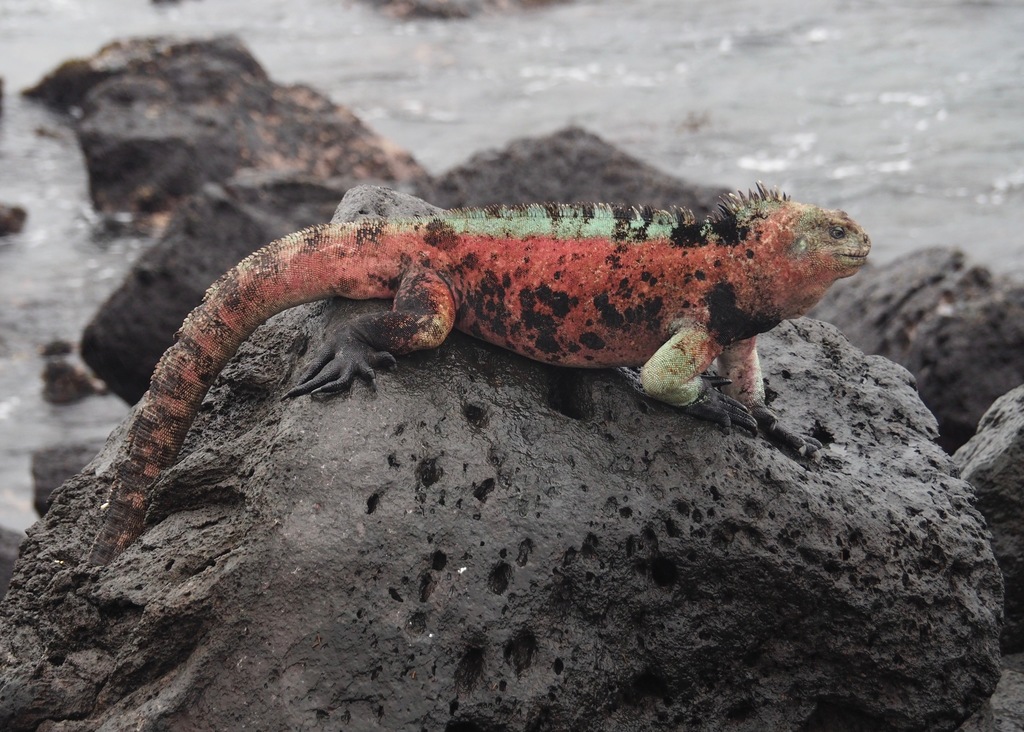 Española Marine Iguana in December 2018 by John G. Phillips · iNaturalist