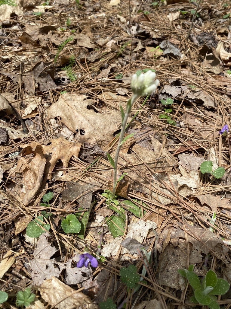 Parlin's Pussytoes from Church View, VA, US on April 10, 2024 at 01:14 ...