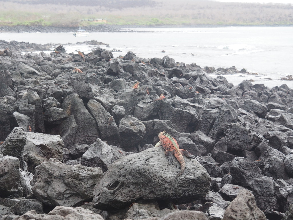 Española Marine Iguana in December 2018 by John G. Phillips · iNaturalist