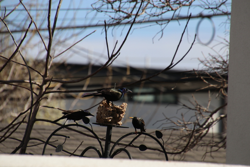 Common Grackle from Sunnyside, Denver, CO 80211, USA on April 10, 2024 ...