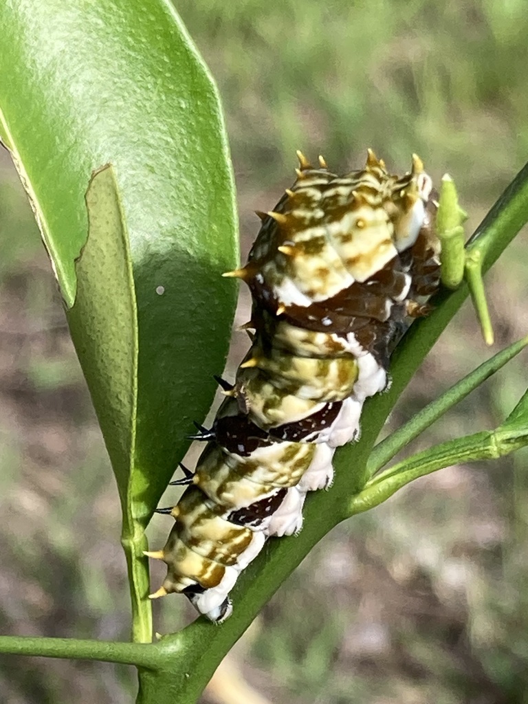 Australian Orchard Swallowtail from Burraneer Rd, Coomba Park, NSW, AU ...
