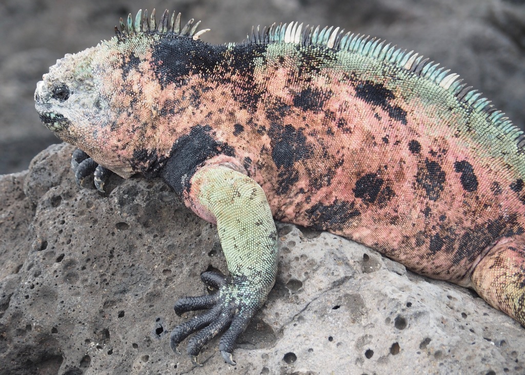 Española Marine Iguana in December 2018 by John G. Phillips · iNaturalist