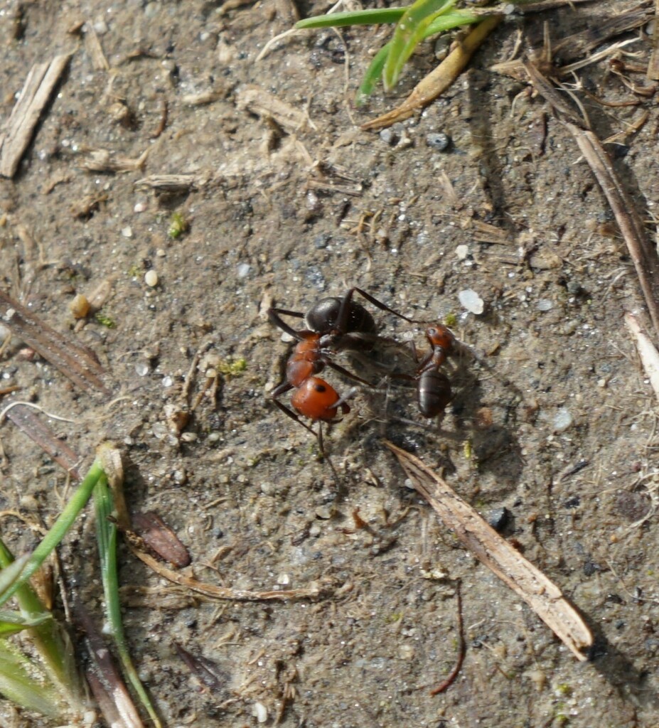 Western Thatching Ant from Redmond, WA, USA on April 10, 2024 at 02:44 ...