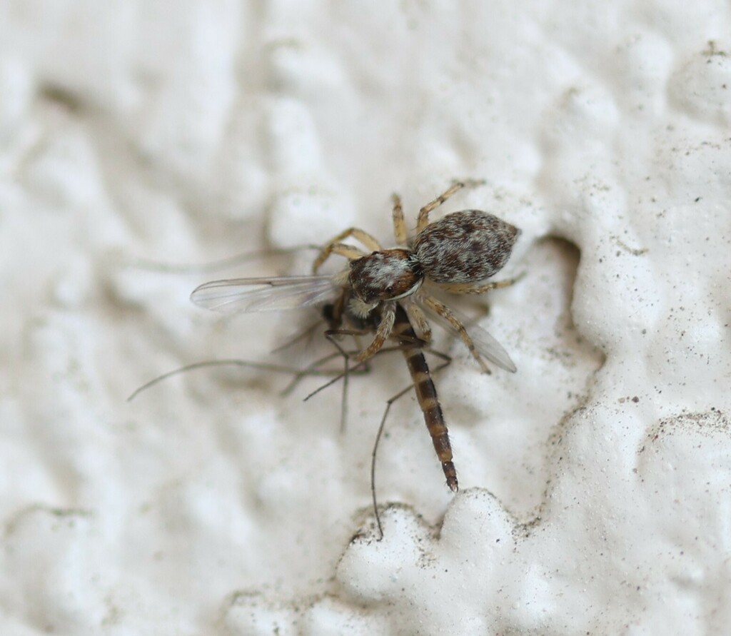 Half-edged Wall Jumping Spider from Avenal, CA, USA on April 10, 2024 ...