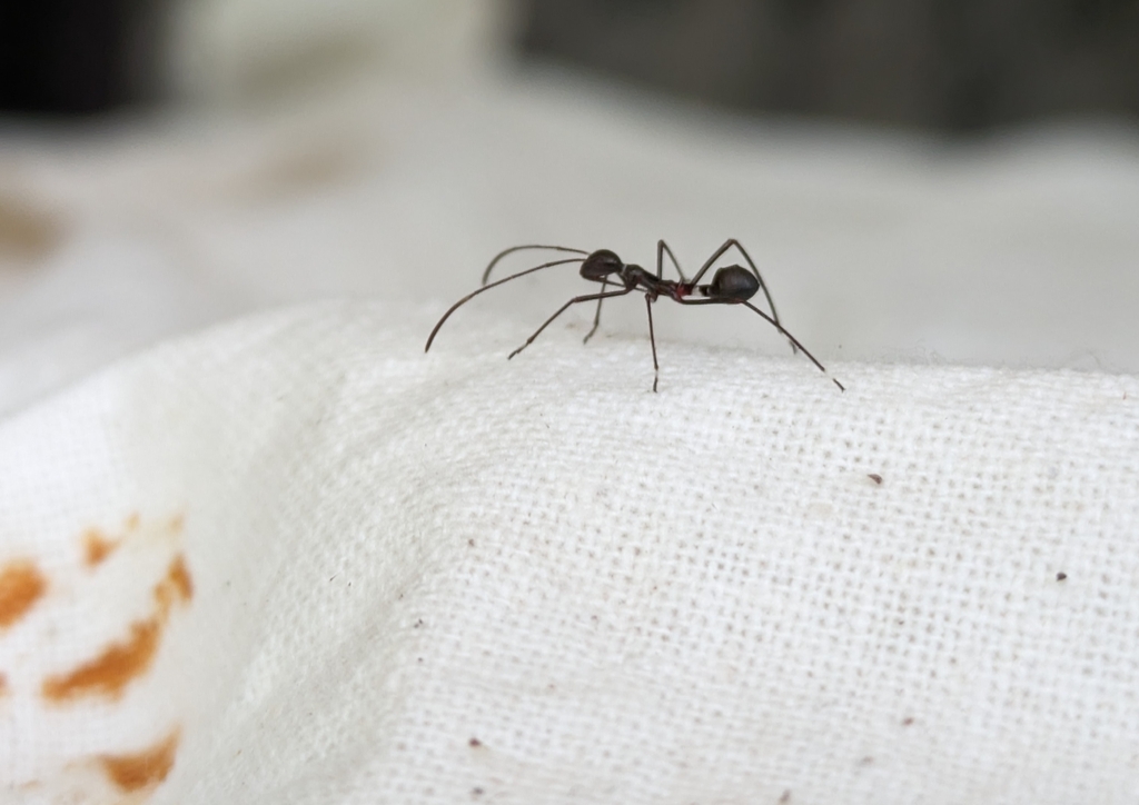 brown bean bug from Riverbend QLD 4280, Australia on March 19, 2024 at ...