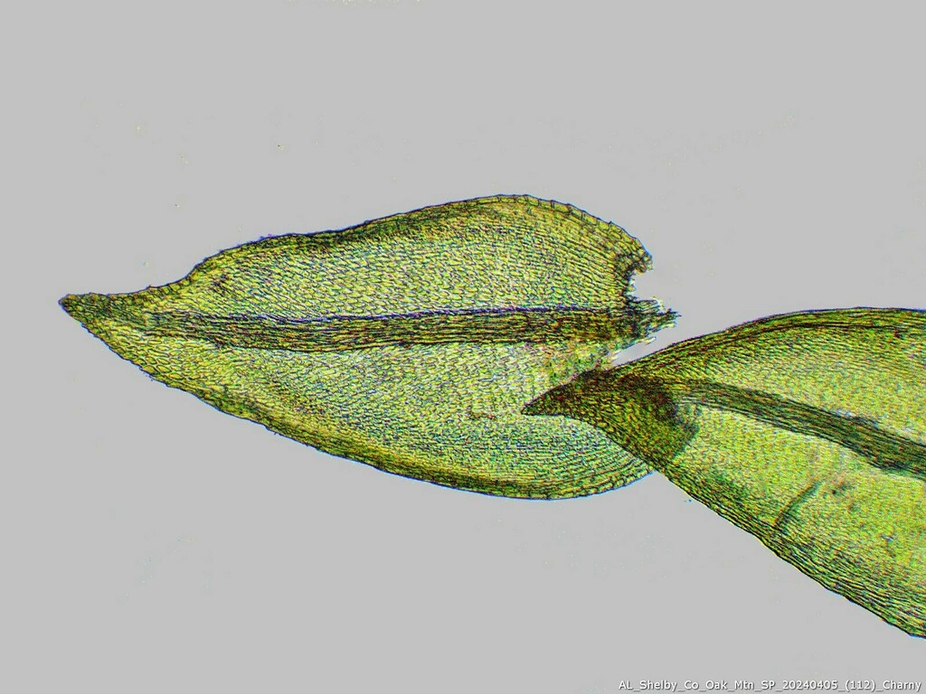 Bordered Brook Moss from Pelham, AL, USA on April 5, 2024 at 12:37 PM ...