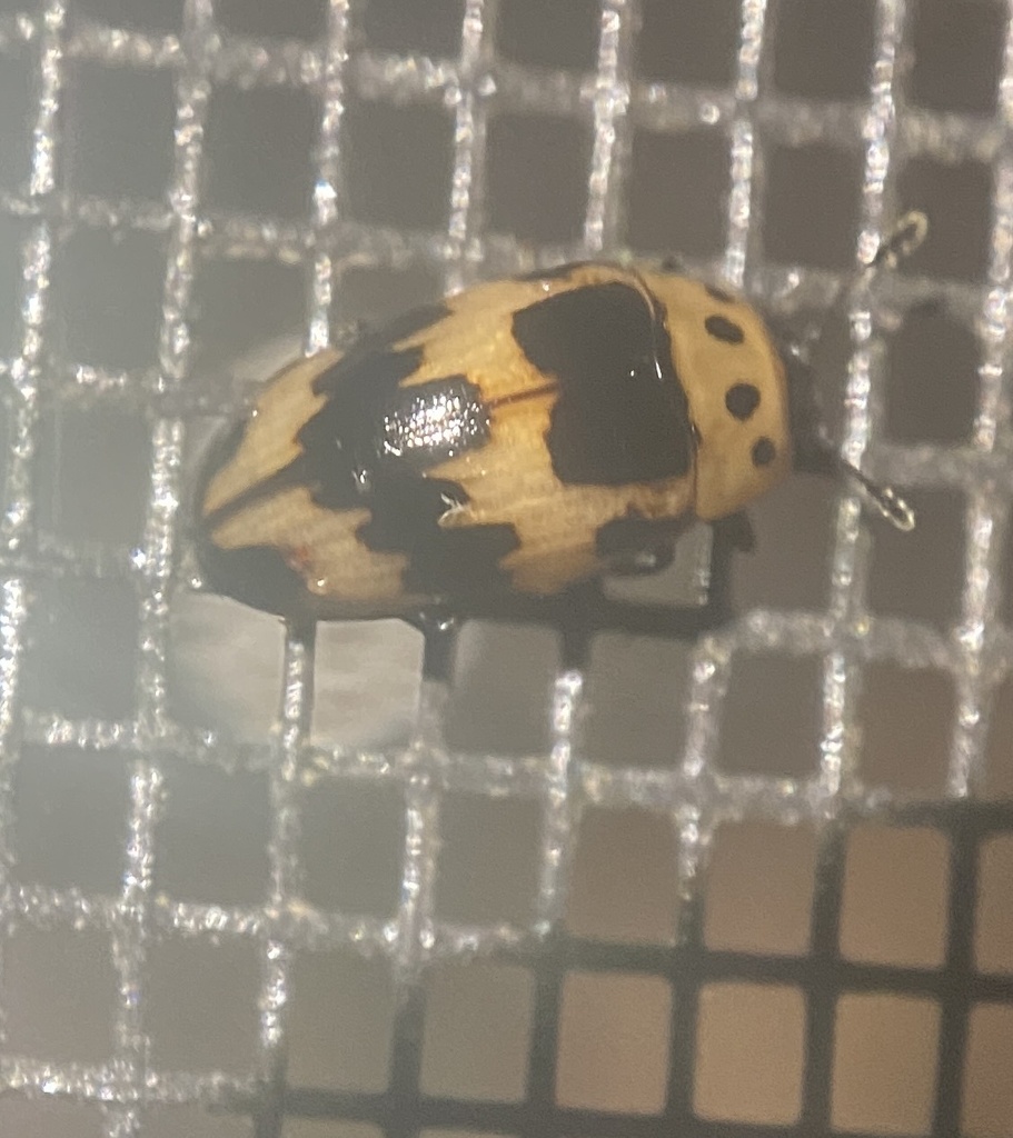 Four-spotted Fungus Beetle from Silver Bayou Ct, Conroe, TX, US on ...