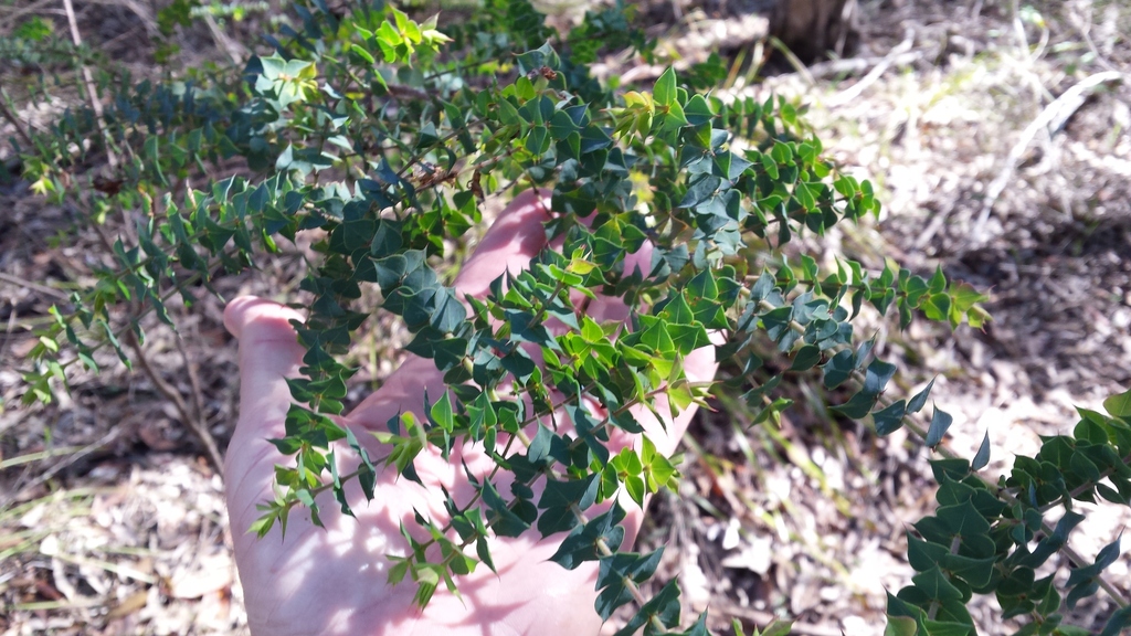 spiny bush-pea in July 2016 by PeterCopping · iNaturalist