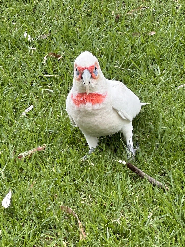 Long-billed Corella from Breeze Holiday Parks, Halls Gap, VIC, AU on ...