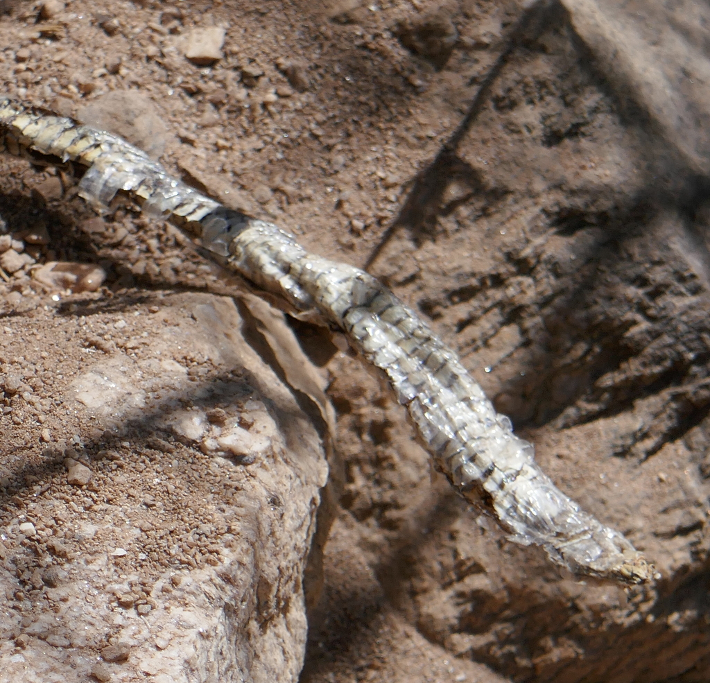 Colubrid Snakes from Catalina Foothills, AZ, USA on April 10, 2024 at ...