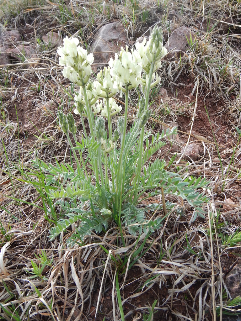 White Point-vetch (Denver-Boulder Metro Area: Yellow, White and Green ...