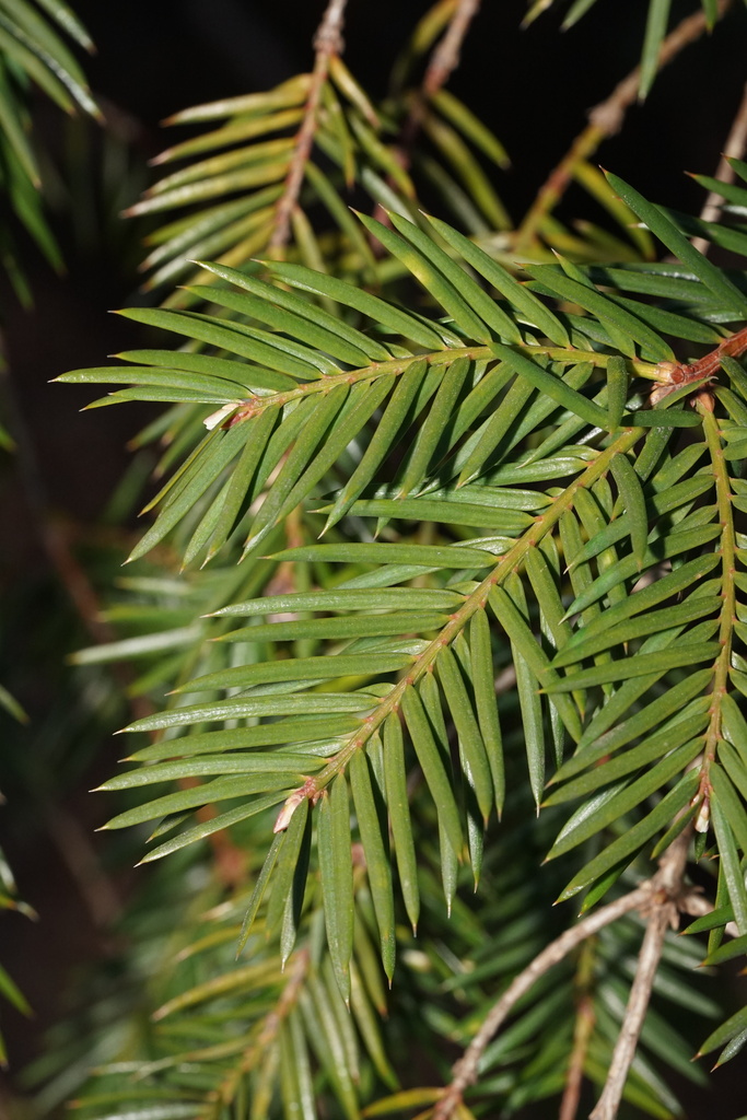 California torreya from Red Mountain Camp Rd, Upper Lake, CA, US on ...