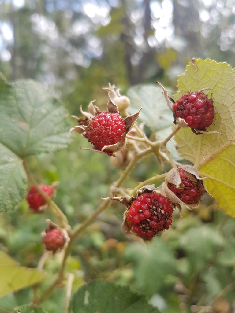 Molucca Bramble in January 2018 by PeterCopping · iNaturalist